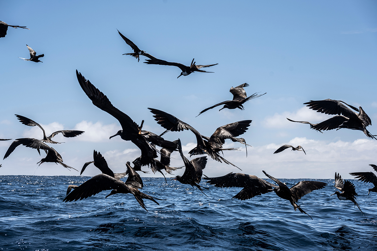 5 Must-Have Products from IBEX | Center Console Life Magazine
